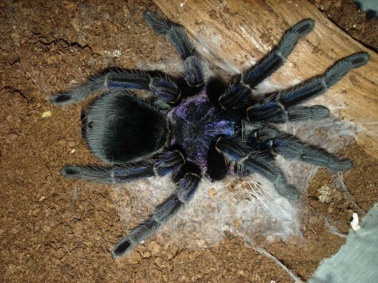 Tarantulas Terrorize Passengers on Flight to Canada