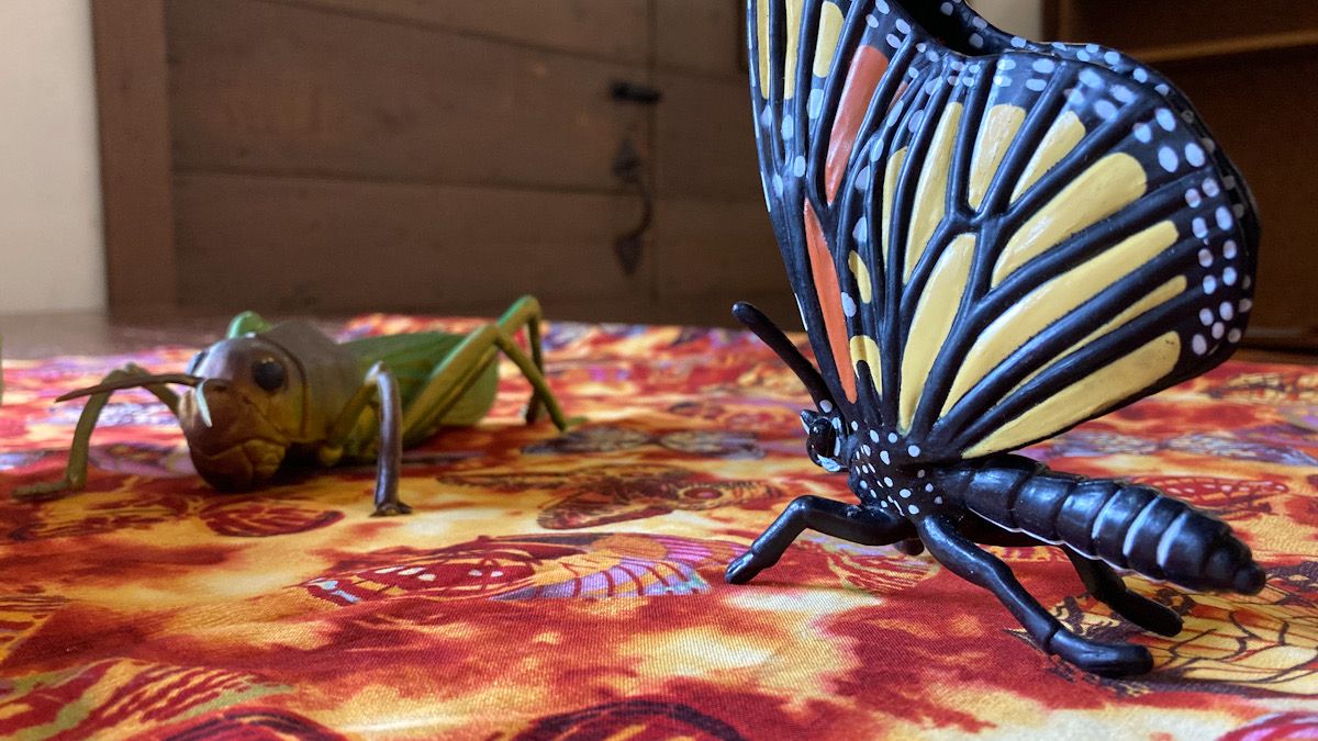 Deerfield museum opens insect exhibit