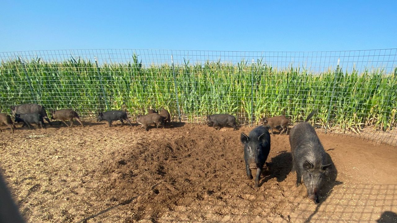 Landowners struggle to keep feral hogs off their property