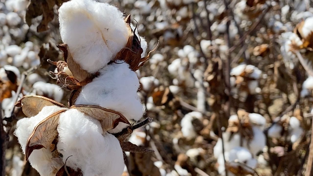 Inflation, supply chain impacting N.C. cotton farmers