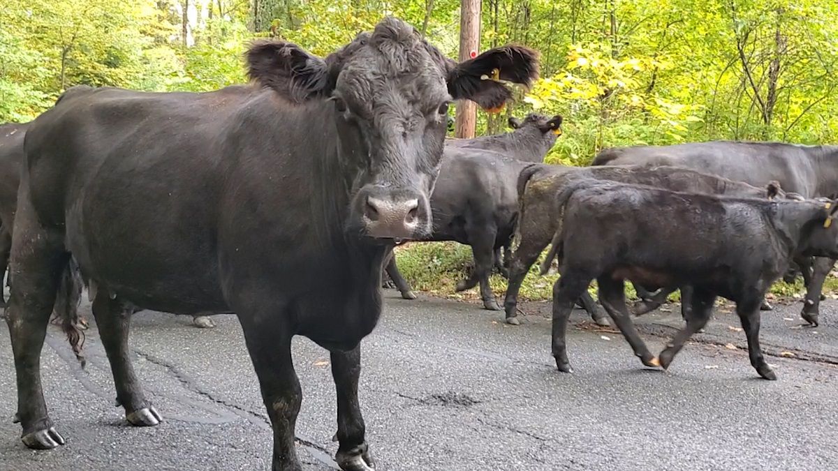 Herd of cows gets loose in Holden neighborhood on Wednesday
