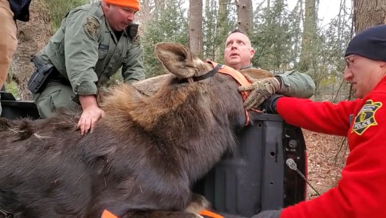 MassWildlife, police track down moose in Holden