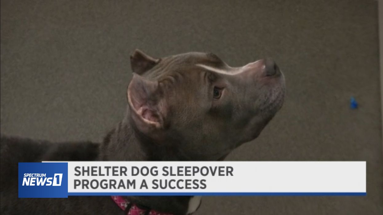 Dog Shelter Finds Success with Sleepover Program