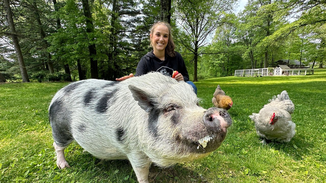 New sanctuary provides safe place for farm animals