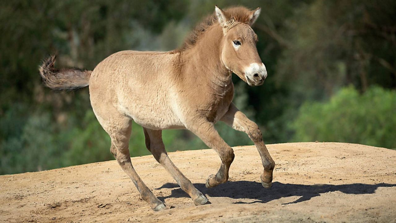 Cloned horse bringing hope back to endangered species