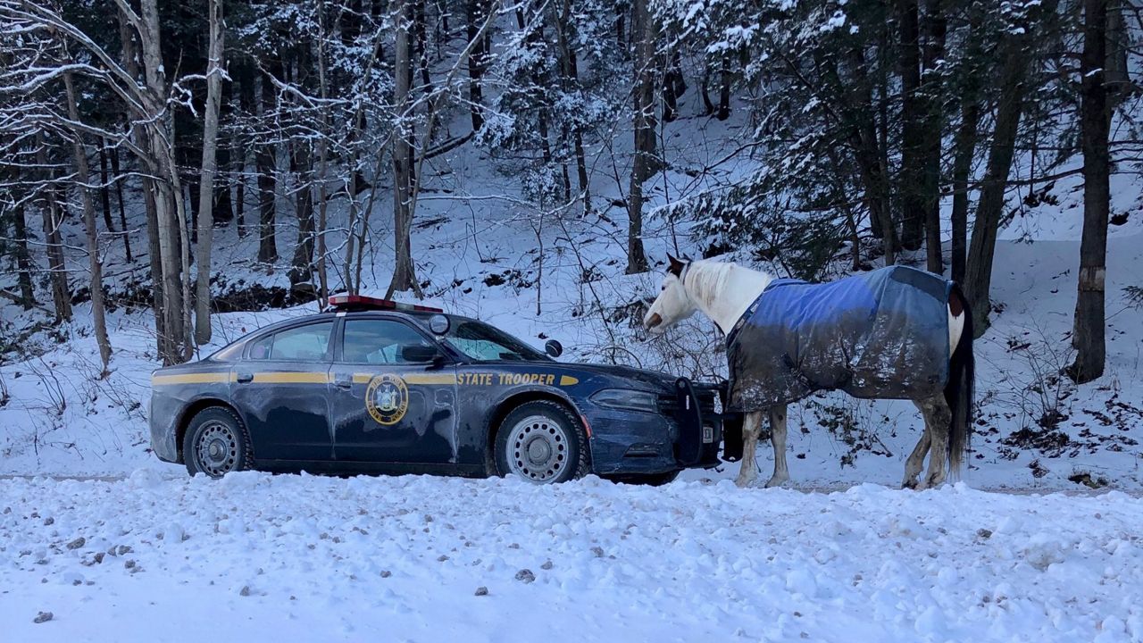 State Police Standoff With Stubborn Horse in Canisteo
