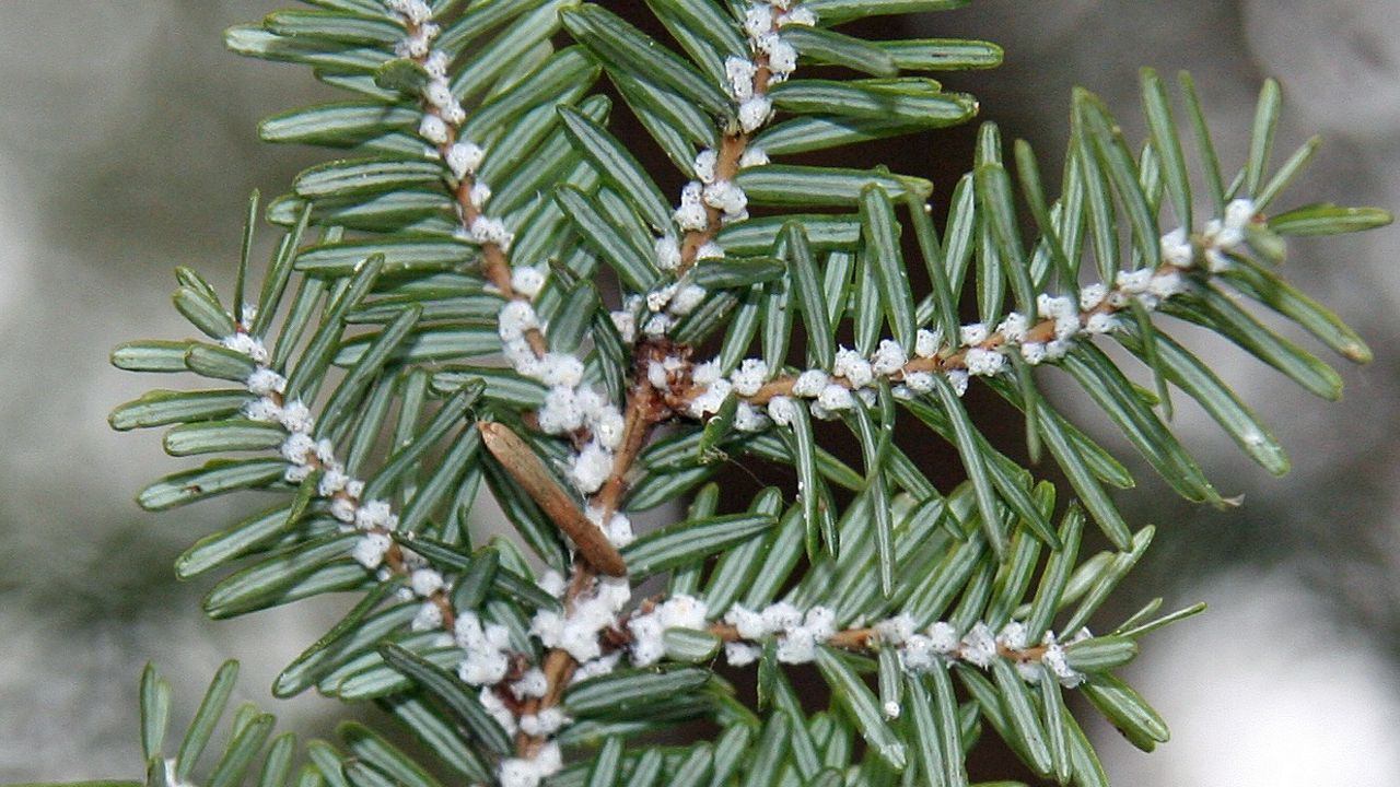 Hemlock Trees threatened by small insect