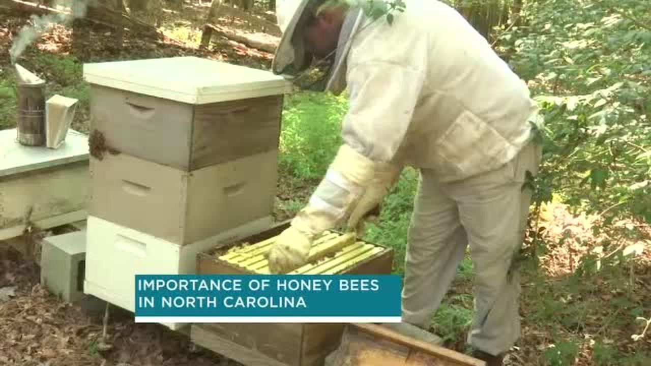 In Focus: Importance of Honey Bees in NC