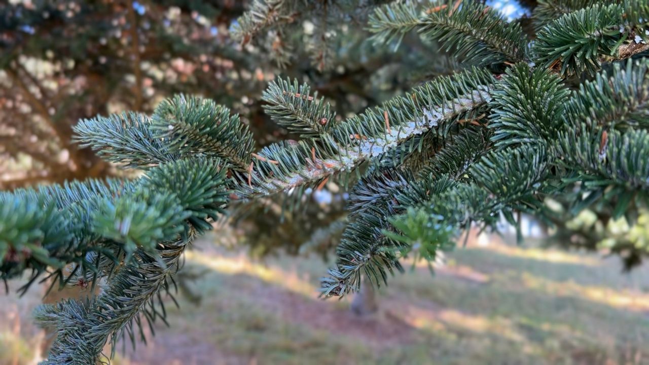 Christmas Tree Genetics Research Station