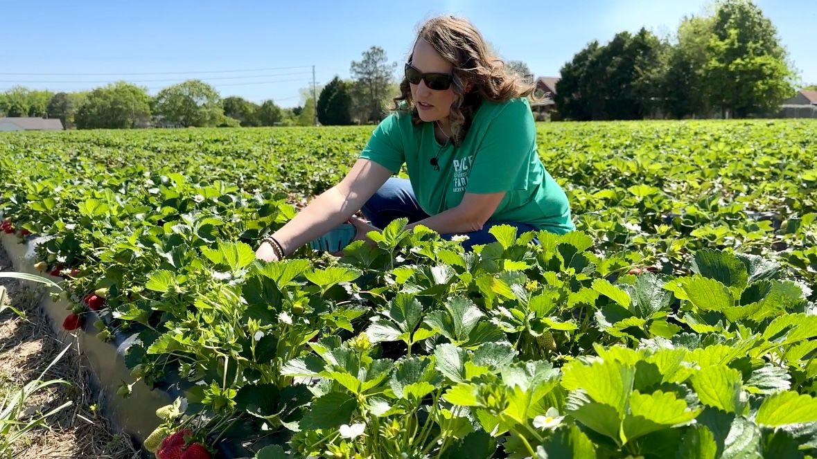 Early strawberry season