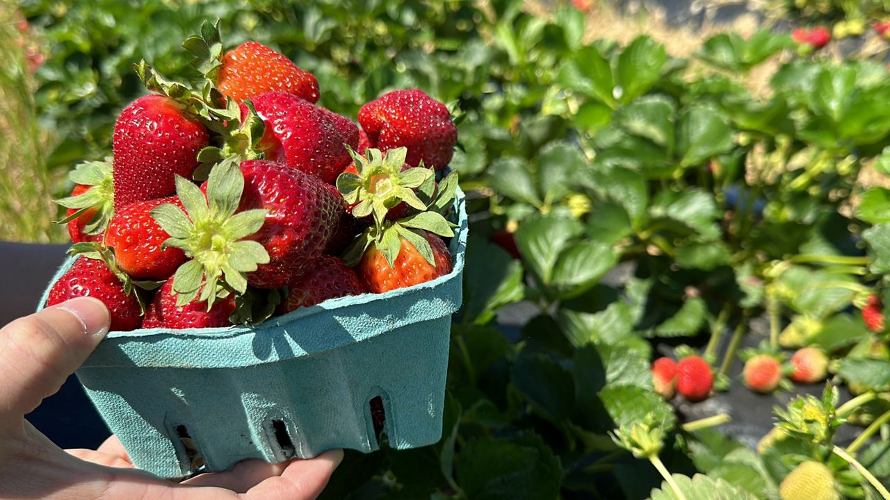 Early strawberry season