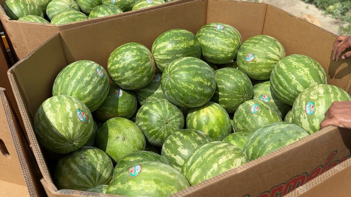 Watermelon harvest underway