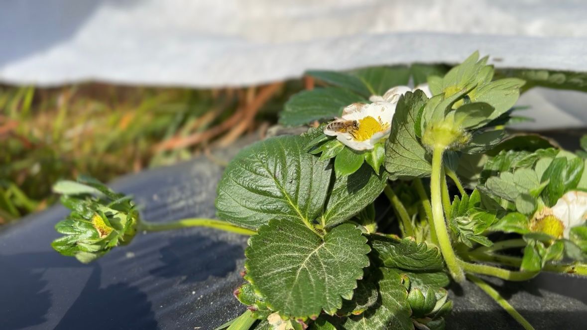 Early strawberry season
