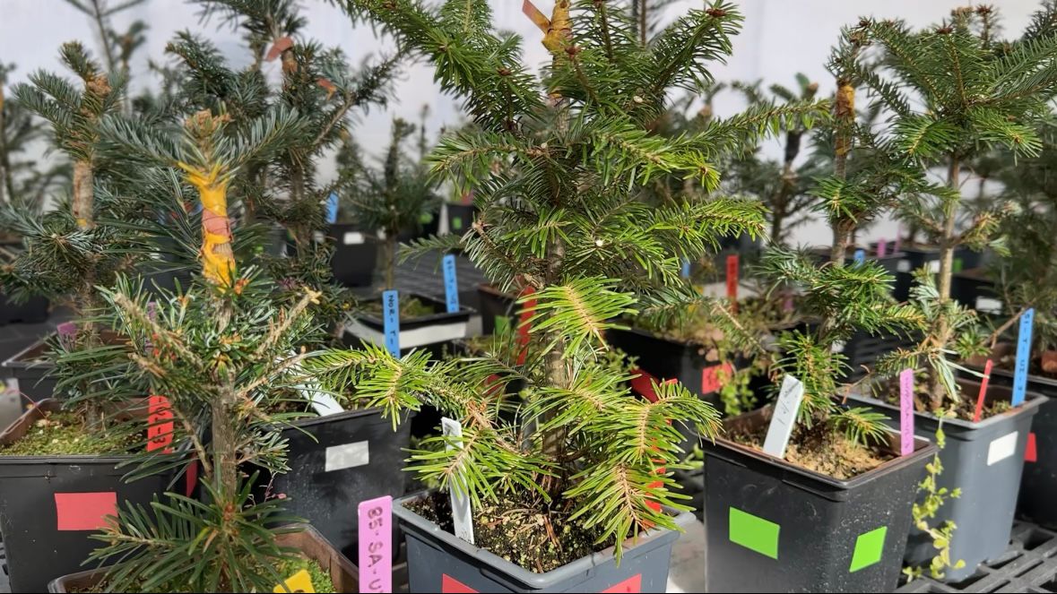 Researchers genetically improve Christmas trees at NC State