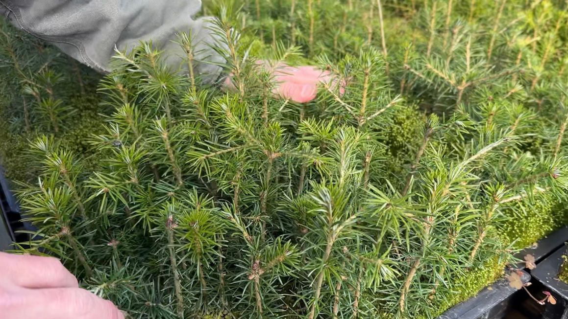 Christmas Tree Genetics Research Station