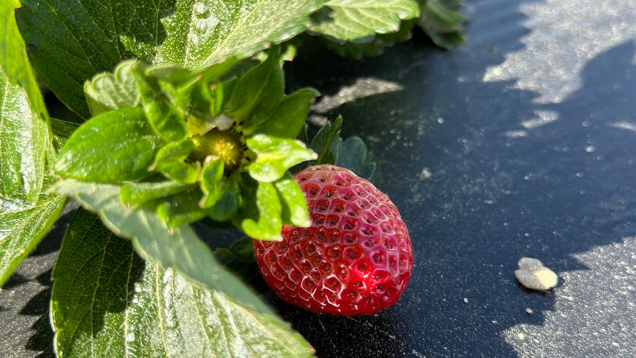 Early strawberry season