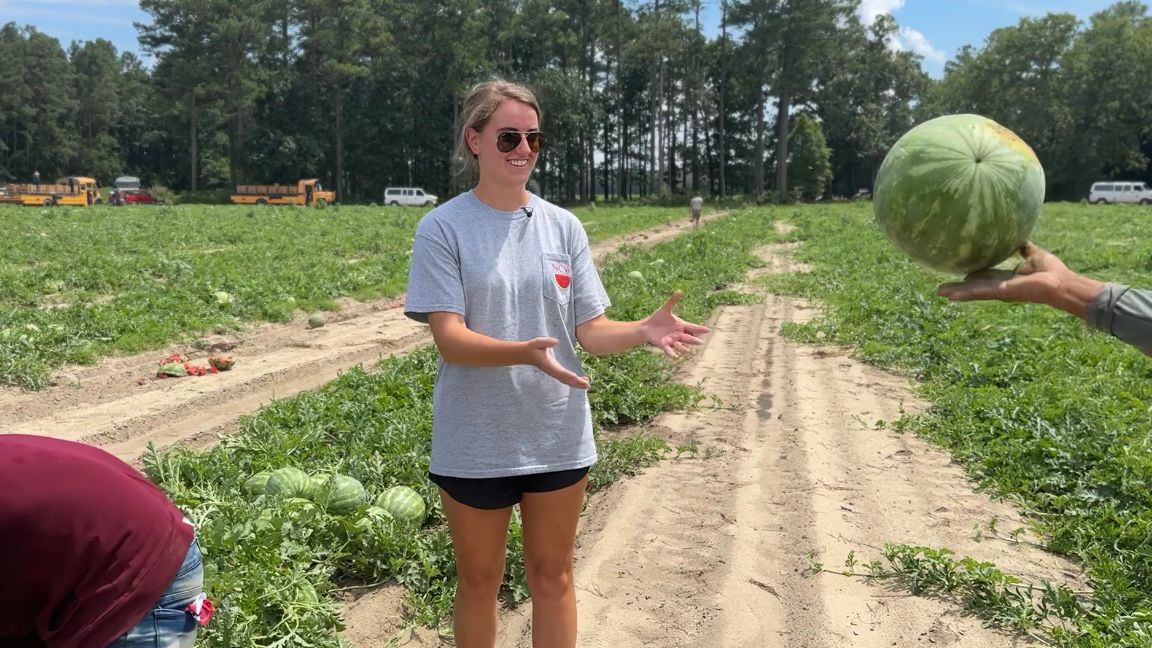 Watermelon harvest underway