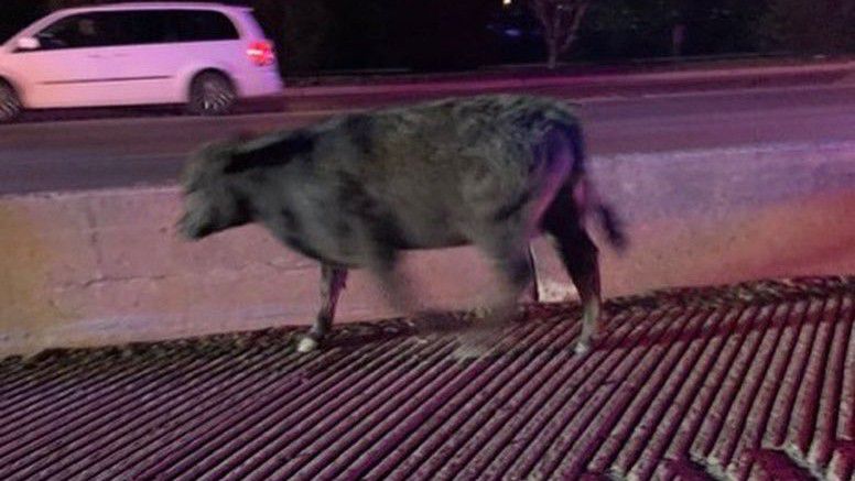 Tractor-trailer carrying cows overturns along interstate