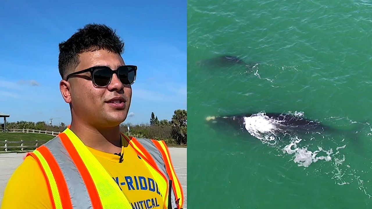 Embry-Riddle students using drones to track rare whales
