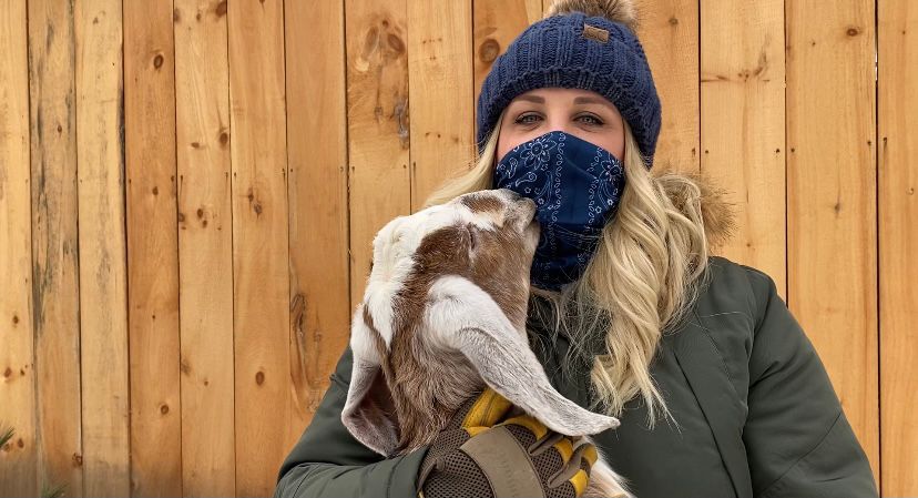 What to Know About Feeding Goats Christmas Trees