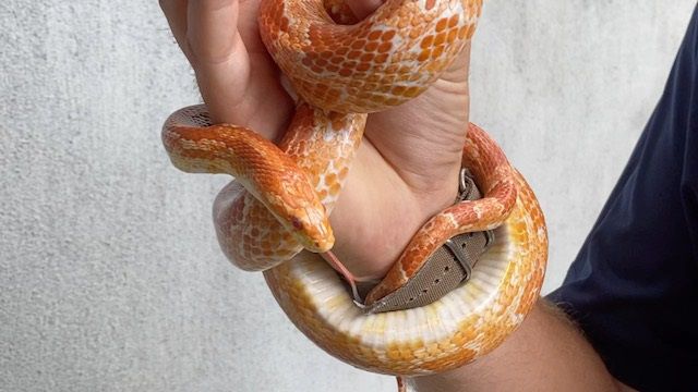 Watch your step: Snakes are on the move!