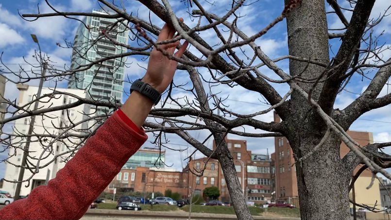 Ecologist shares how to help trees thrive amid city life