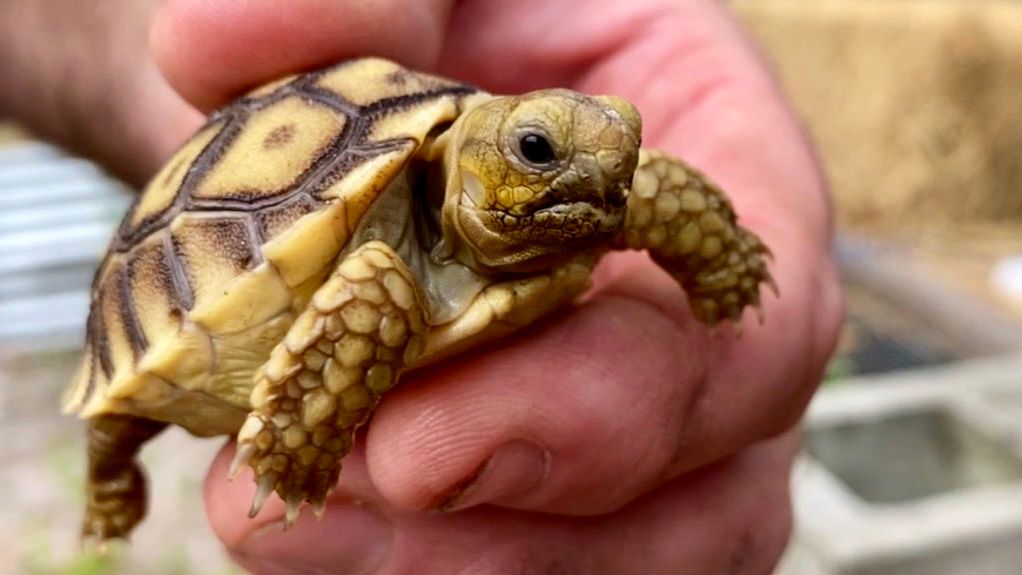 Repticon in Tampa brings out Bay area breeders/rescue orgs