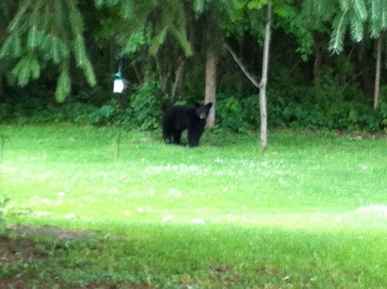 Bear Sighting in Clyde