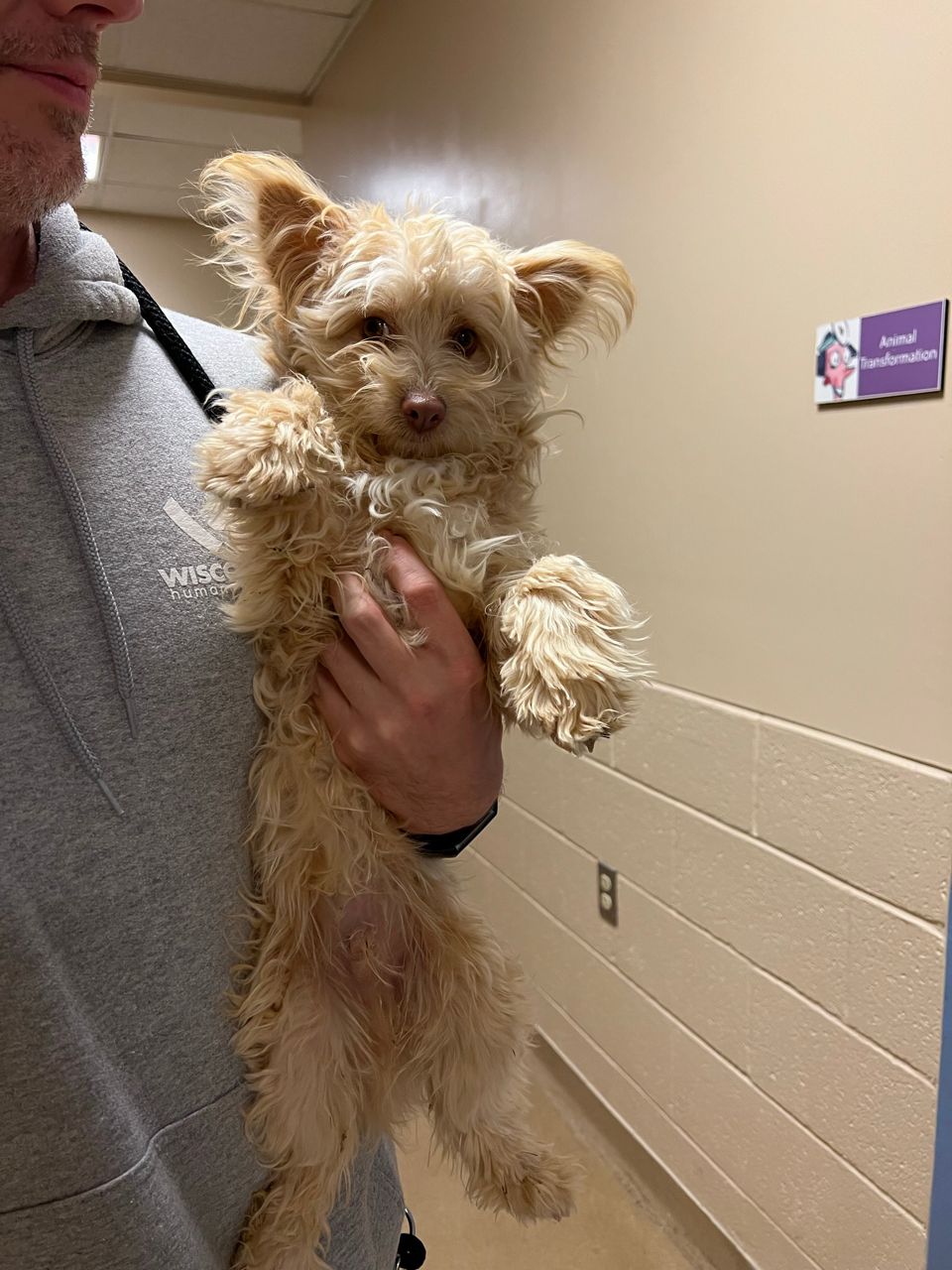 32 dogs rescued looking for fur-ever homes
