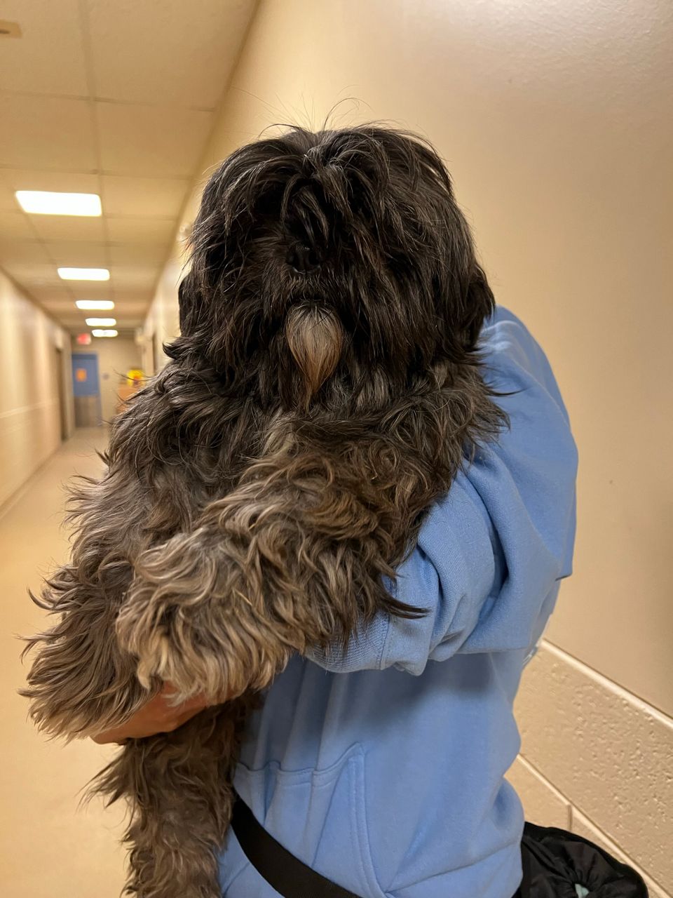 32 dogs rescued looking for fur-ever homes