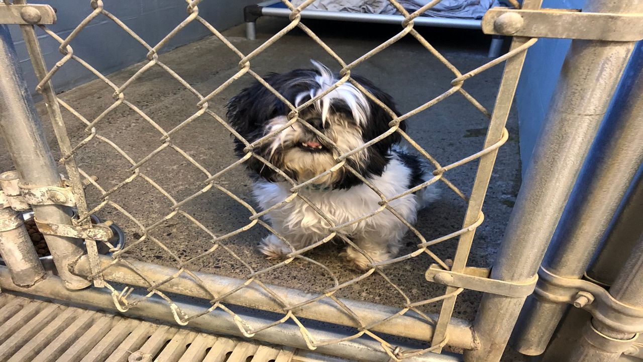 Syracuse Ny Spca Shelter Profile For Gatekeeper K9 Rescue