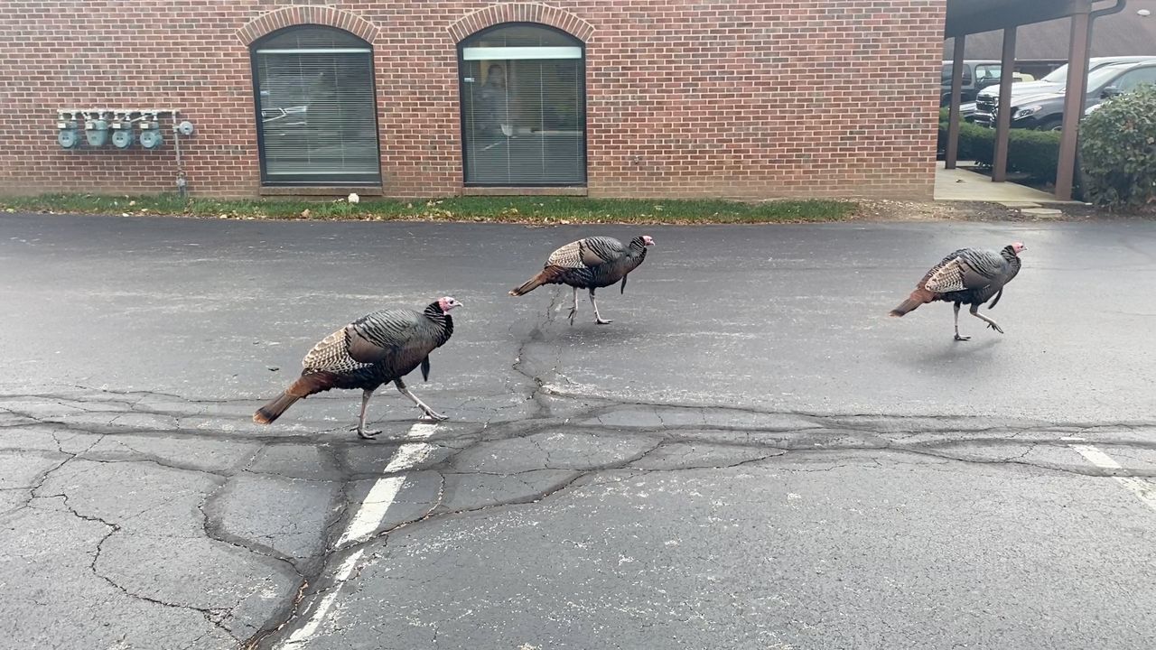 Wild Turkeys spotted in Hilliard around Thanksgiving