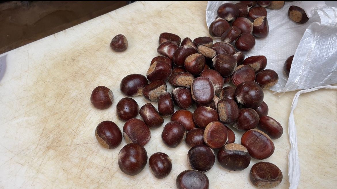 N.C. chestnut farmer brings back an American classic