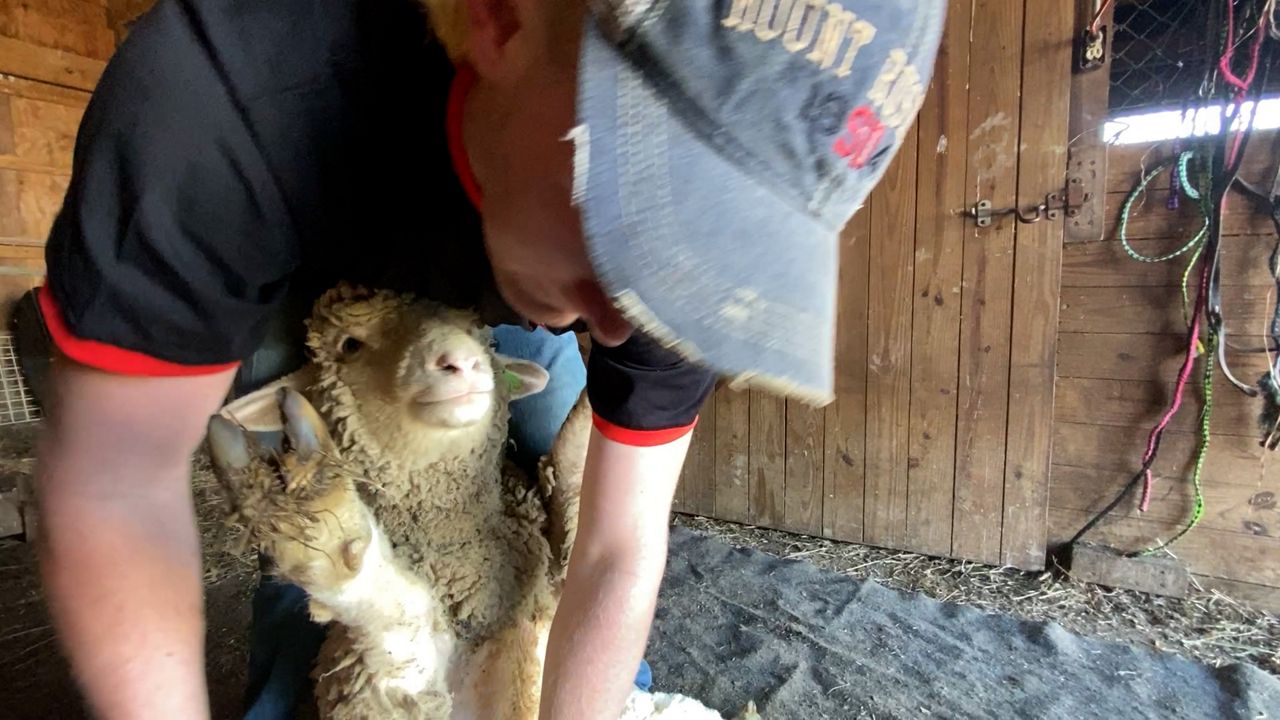 The nation's top sheep shearer reigns from Ohio