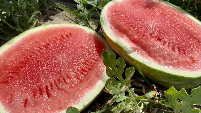 Heat impacts watermelon harvest