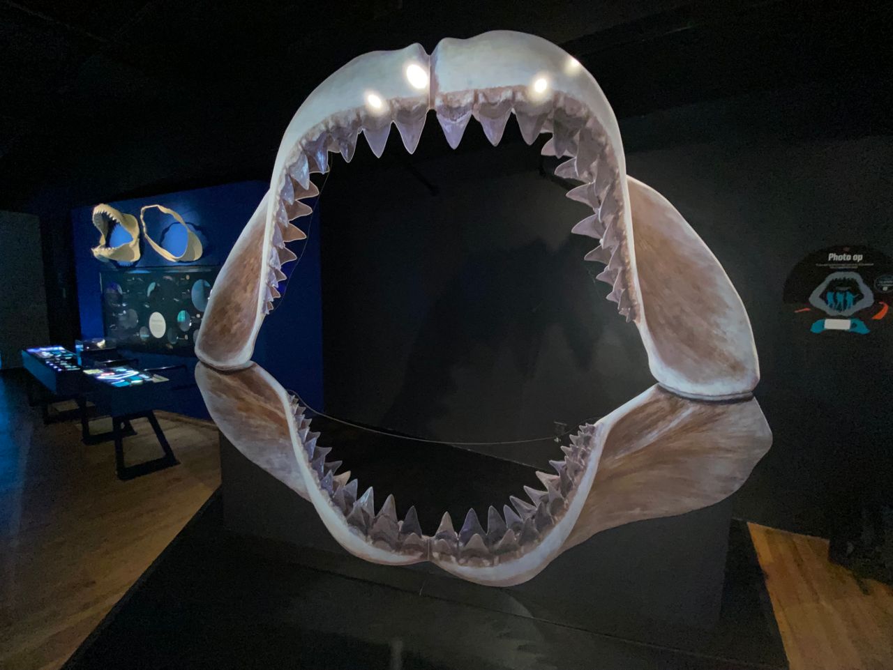 A toothy new exhibit opens at AMNH