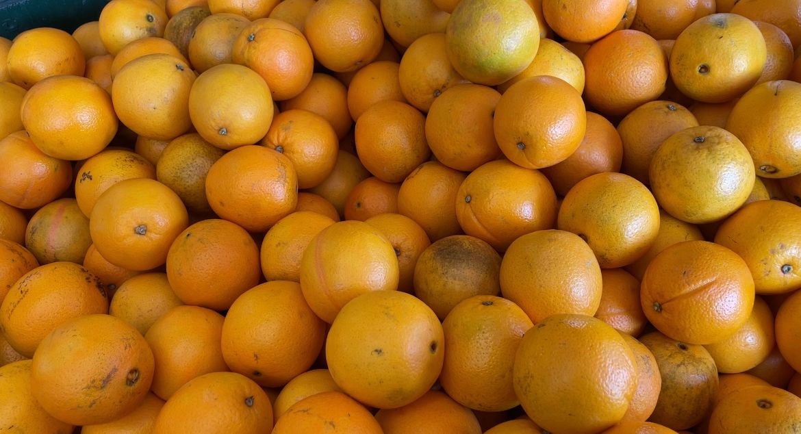 Citrus Report From Usda Shows A Decline In Orange Production 