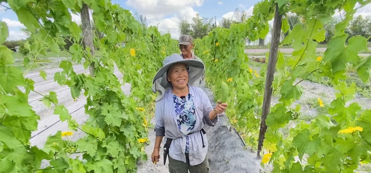 Wauchula farmers bring Asian food to Clearwater market