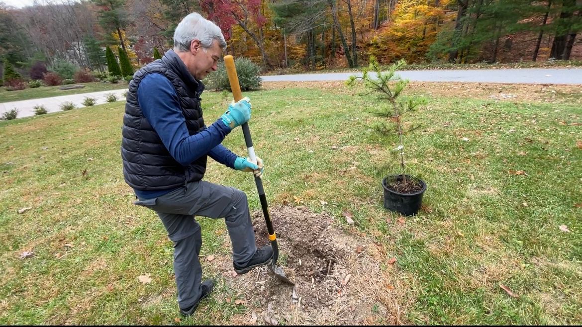 Tree adoptions help restore Asheville’s tree canopy