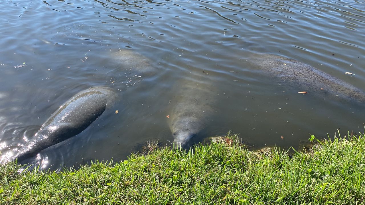Cold weekend weather offers resiliency test for manatees