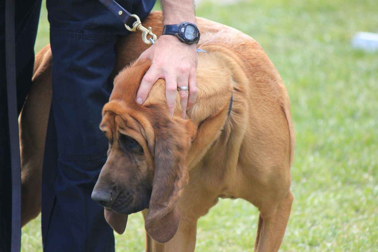 State Police Canines Put on Show at Fair