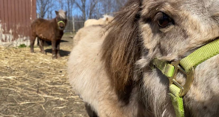 12 Farm Animals Rescued After Being Severely Neglected