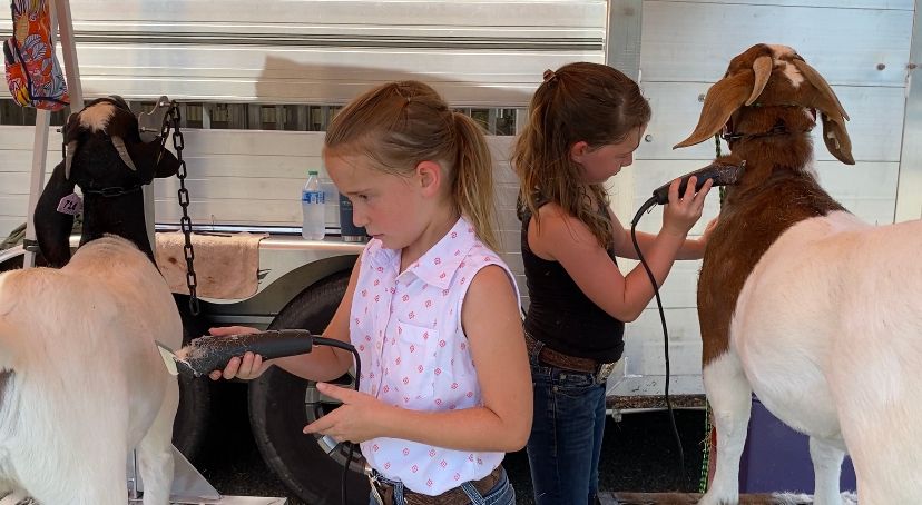 "It's our family lifestyle": Triad girls show goats at State Fair