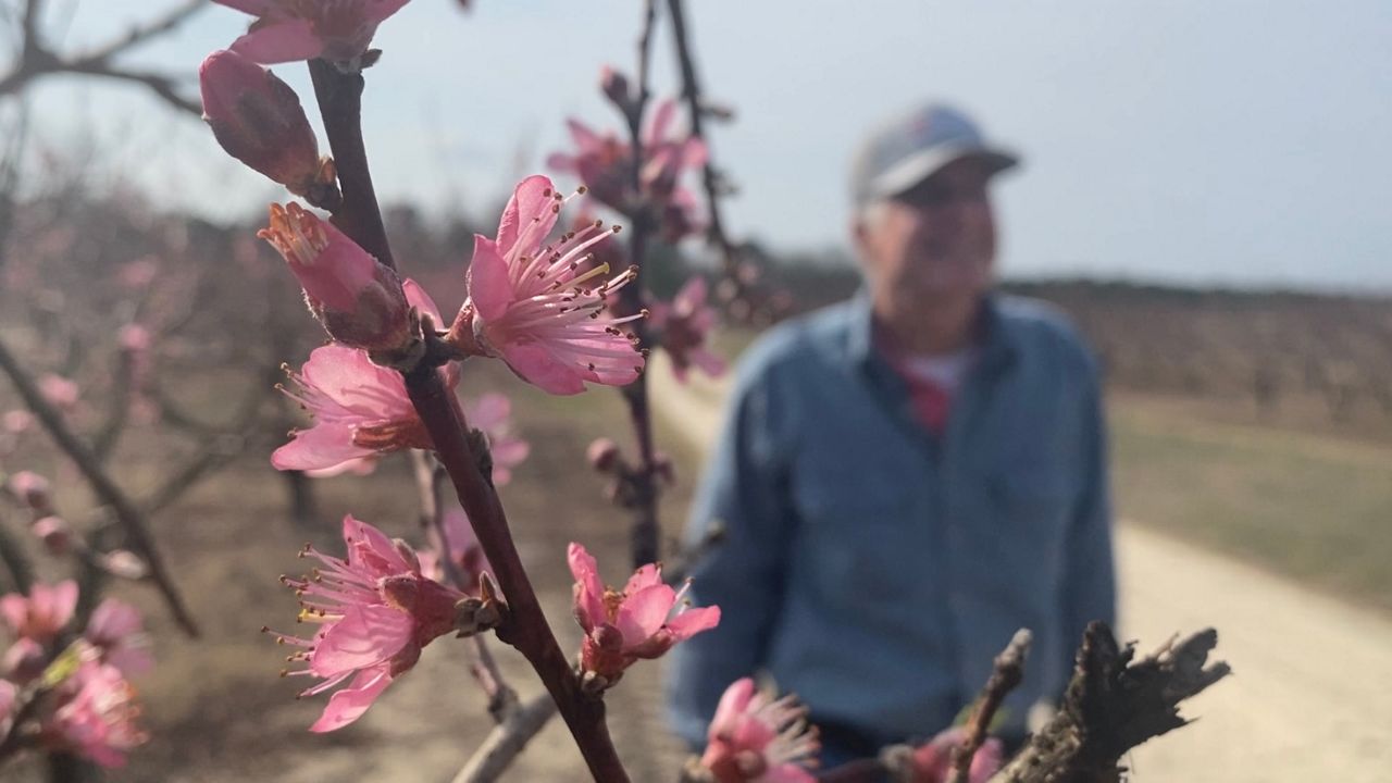Warm February and farming