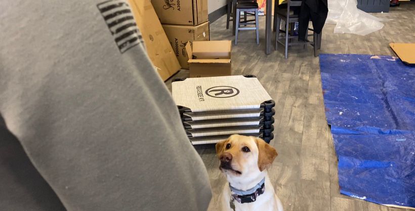 Former Police K9 Handler Turned Dog Trainer