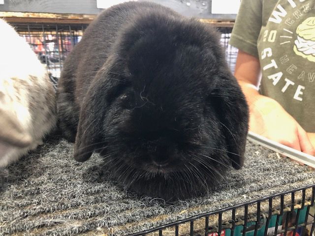 Agricultural lessons taught through State Fair rabbit show