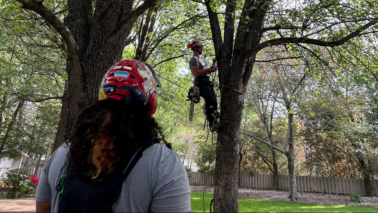 Bradford pear tree removal