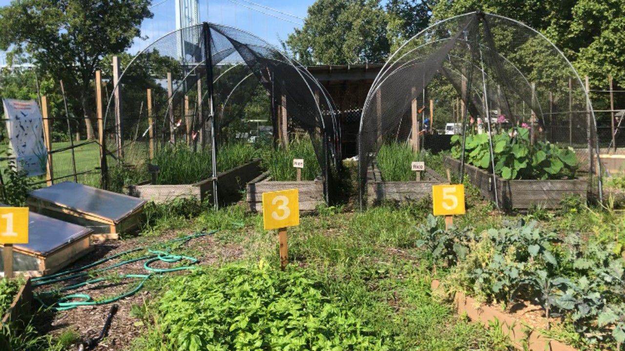Randall's Island Urban Farm Ups Production to Feed Hungry