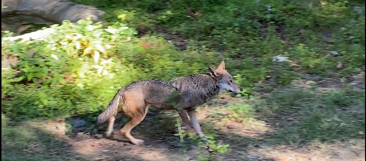 Helping the red wolf population