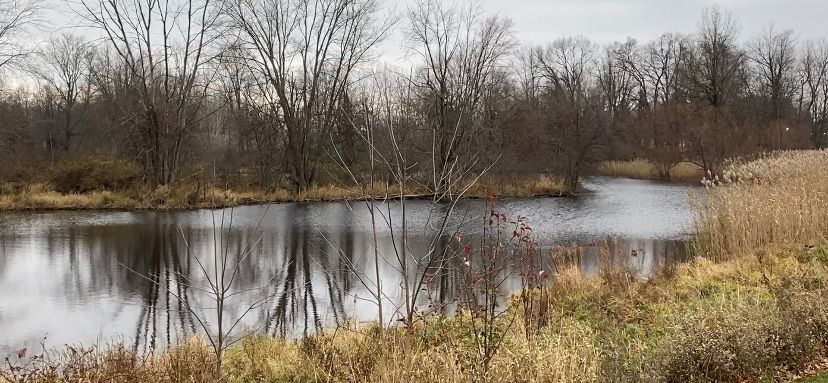 Akron residents hope to save White Pond wetlands